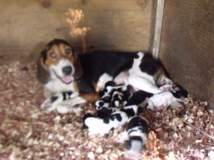 Walker Coonhounds